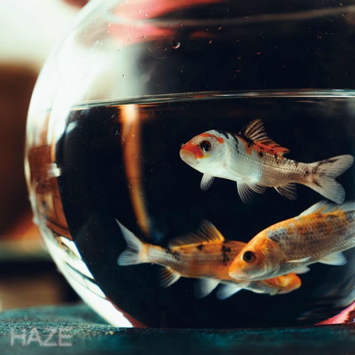 Kroi、「HAZE」リリース＆映画『九龍ジェネリックロマンス』本編映像とのコラボPV公開（CDJournal） - Yahoo!ニュース