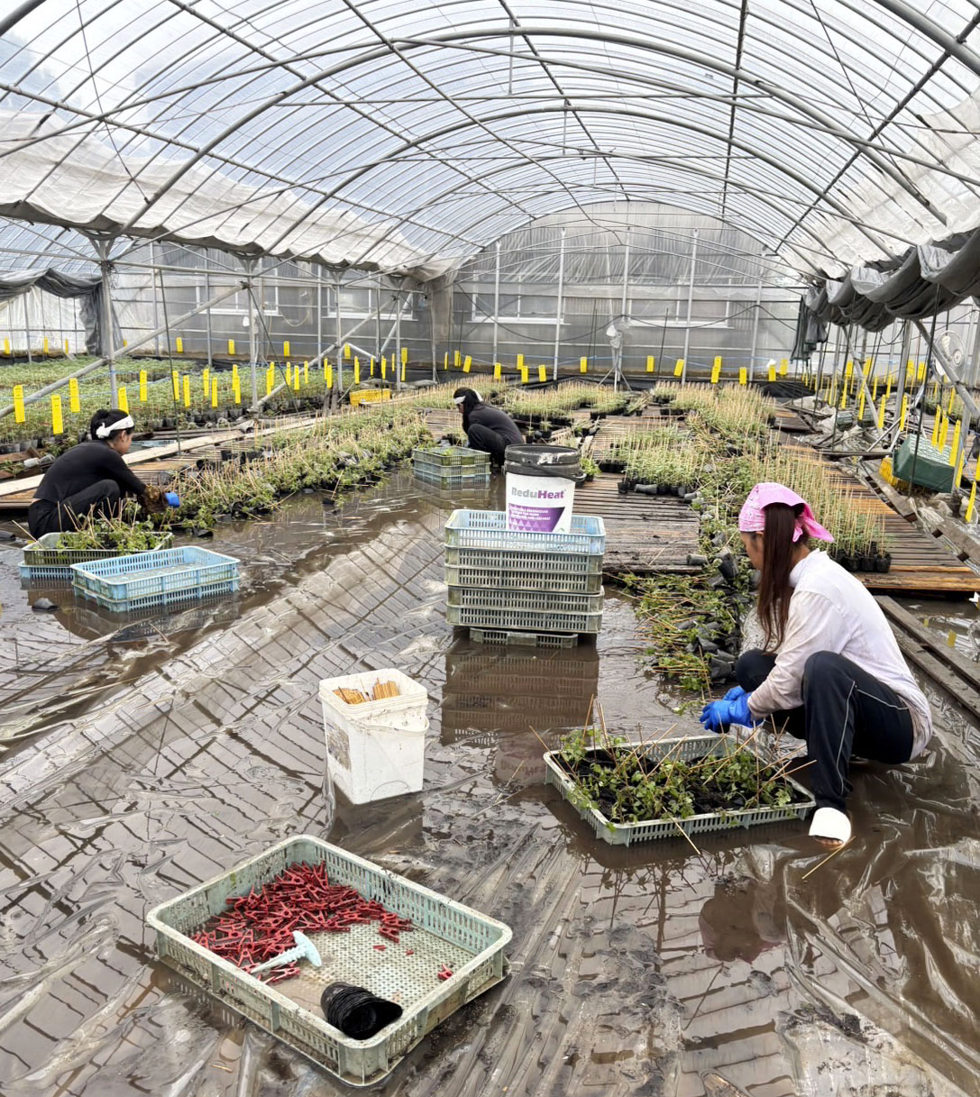 農業直撃「収穫全滅」と悲鳴 熊本の大雨被害、2週間（共同通信） - Yahoo!ニュース