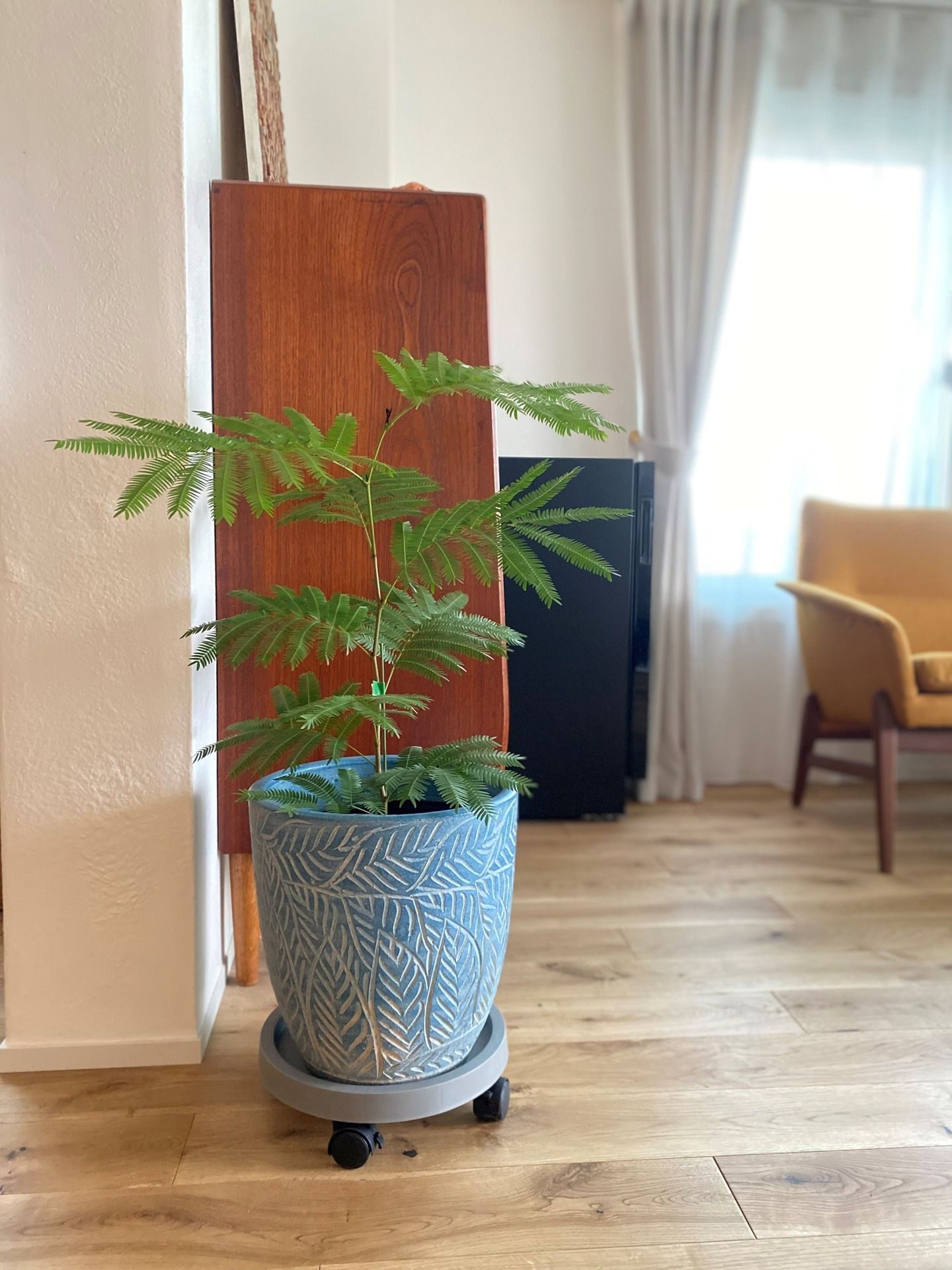 購入した観葉植物 →9ヶ月後、まさかの光景に「ええええ！」「これはすごい」「愛おしい」（ほ・とせなNEWS） - Yahoo!ニュース