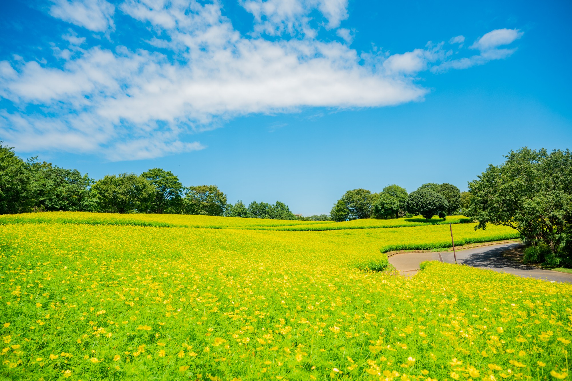 国営昭和記念公園で「コスモスまつり2025」 緑色から赤色に色づくコキア2800株も初登場（オーヴォ） - Yahoo!ニュース