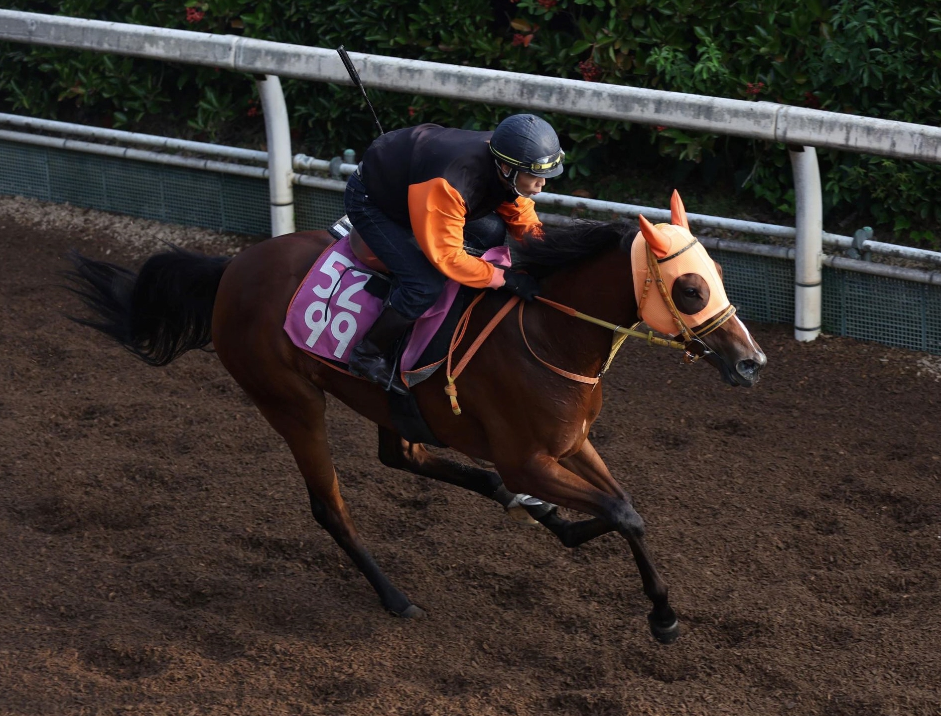 【中山＆阪神の危険な人気馬】チェルビアット 阪神11R・ローズS（デイリースポーツ） - Yahoo!ニュース