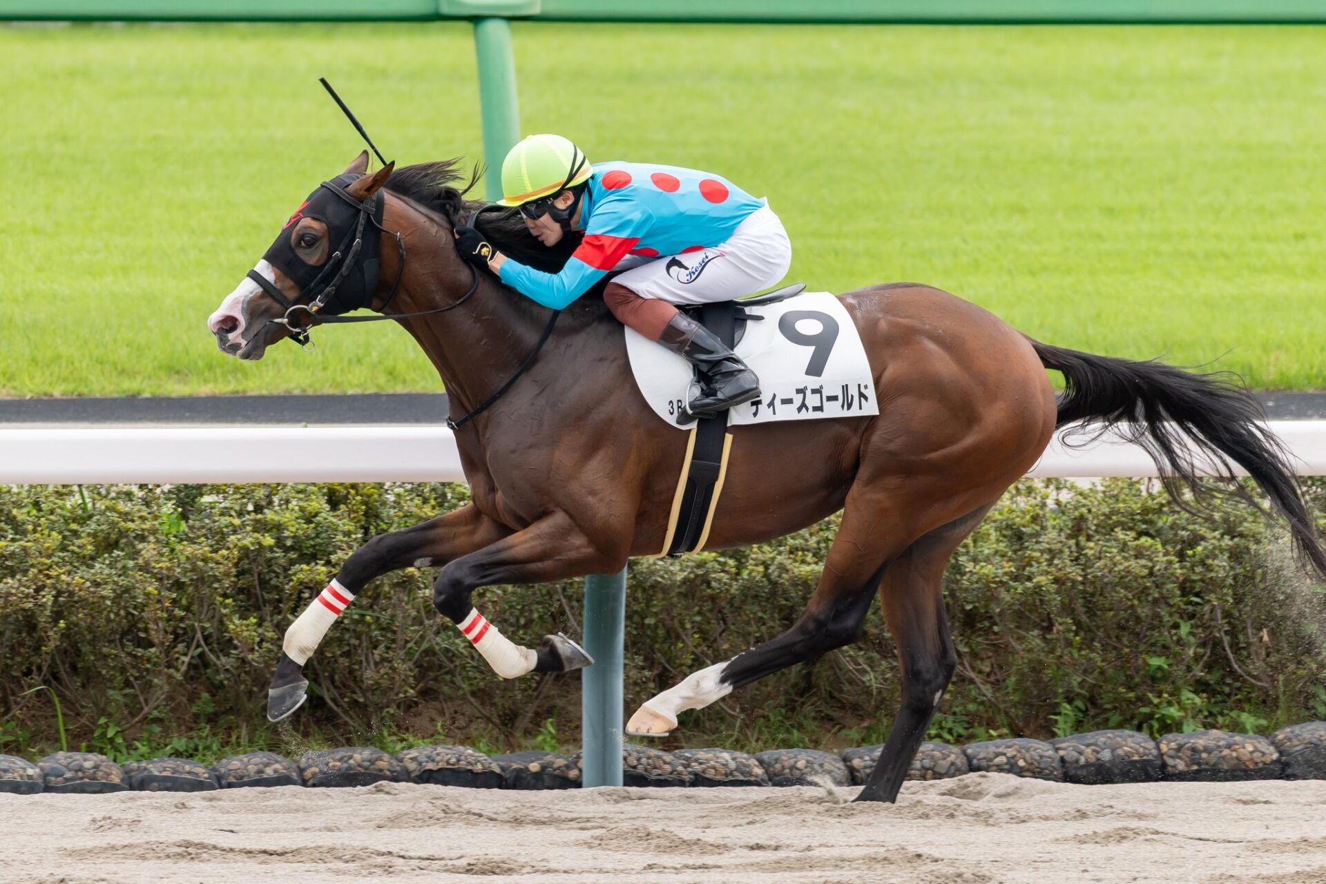 【中山3R】リオンディーズ産駒 ディーズゴールドが初勝利（競馬のおはなし） - Yahoo!ニュース