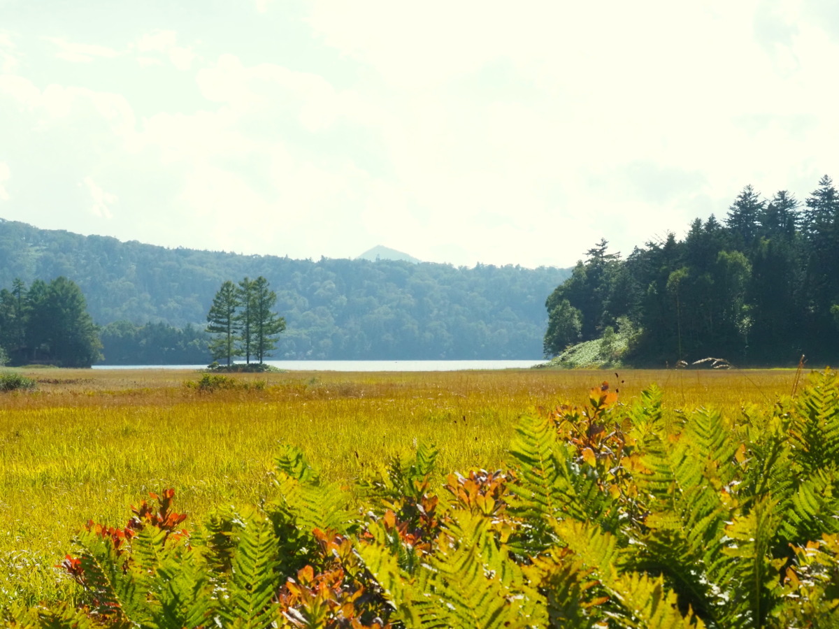 尾瀬の草紅葉を見に行ってきました！｜まだ知らない尾瀬ストーリー#12（FUNQ） - Yahoo!ニュース