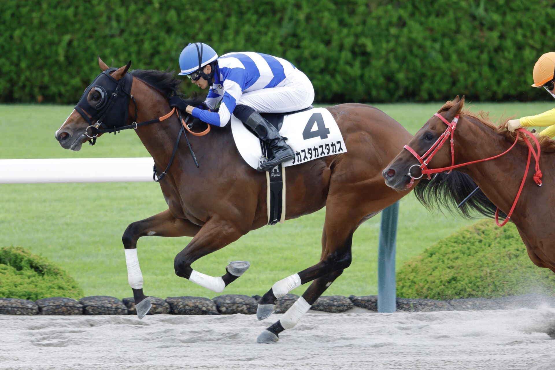 【新馬/阪神3R】タカスタカスタカスがデビューV…高須院長所有馬（競馬のおはなし） - Yahoo!ニュース