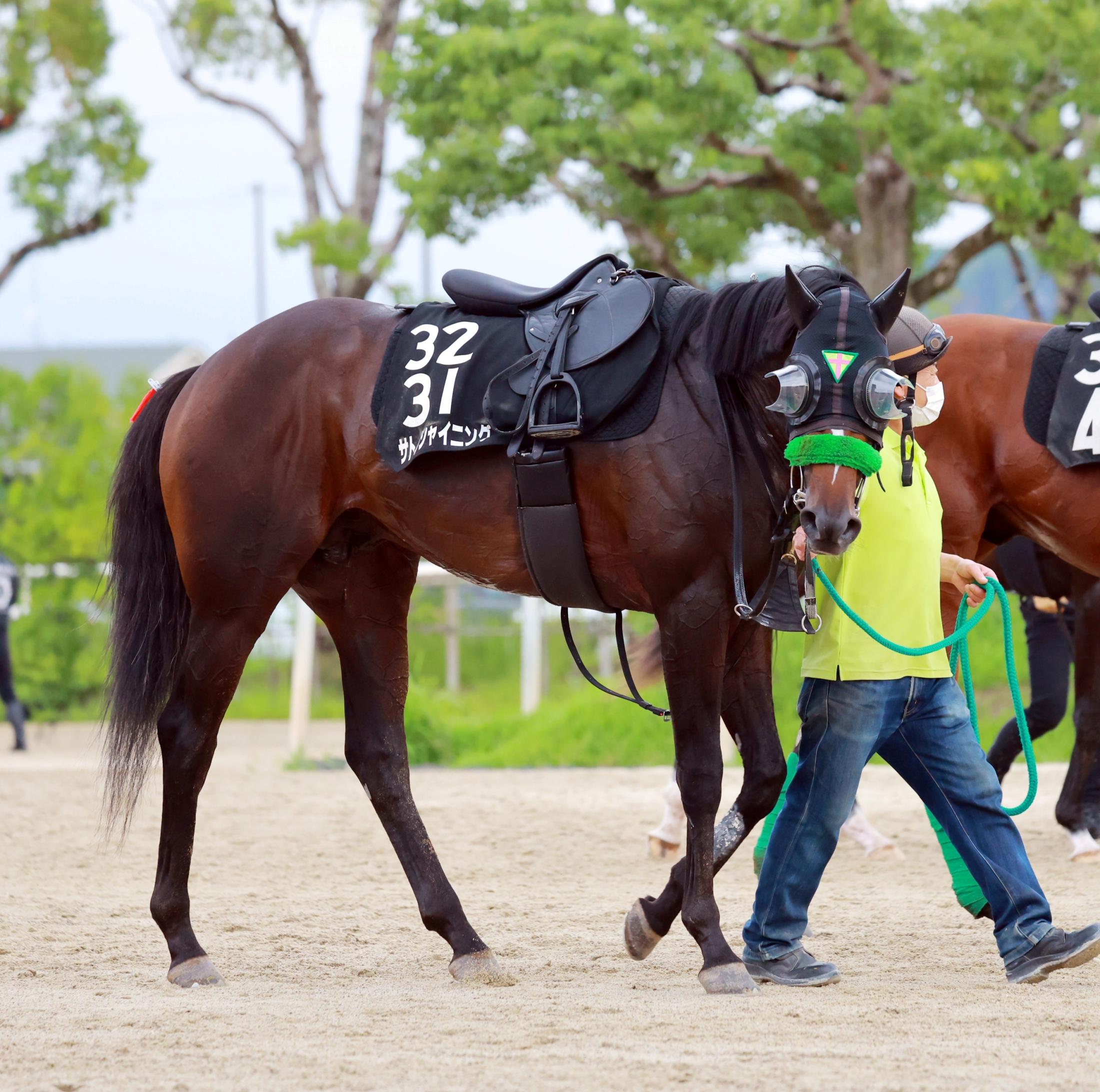 【京都＆東京の危険な人気馬】サトノシャイニング 東京11R・毎日王冠（デイリースポーツ） - Yahoo!ニュース