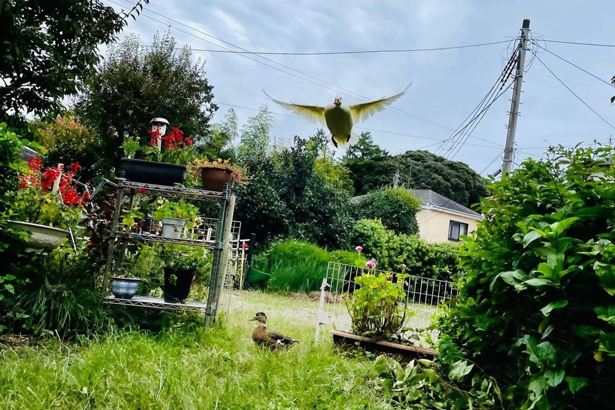「なんでこれで飛べるんだ」飛翔するアヒルに違和感 貫録たっぷりの姿に「まるで空の王者」（LIMO） - Yahoo!ニュース
