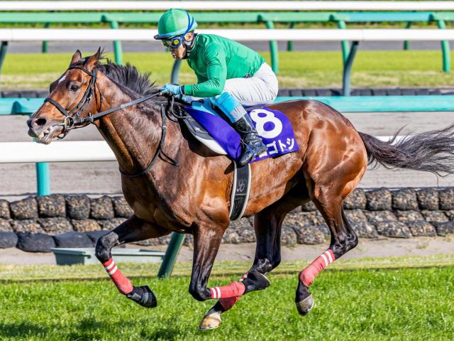 半兄は九州産初のGI馬イロゴトシ イロゴルシが注目のデビュー戦だ（netkeiba） - Yahoo!ニュース