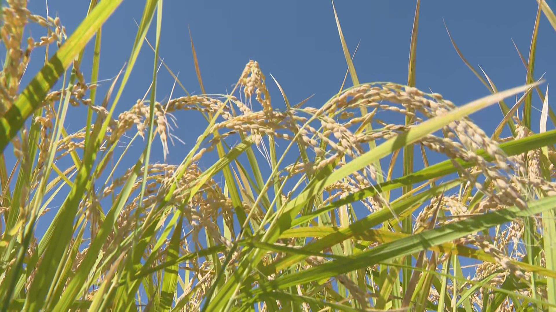 佐賀県産ブランド米「さがびより」収穫始まる 初出荷は10月下旬ごろから（RKB毎日放送） - Yahoo!ニュース