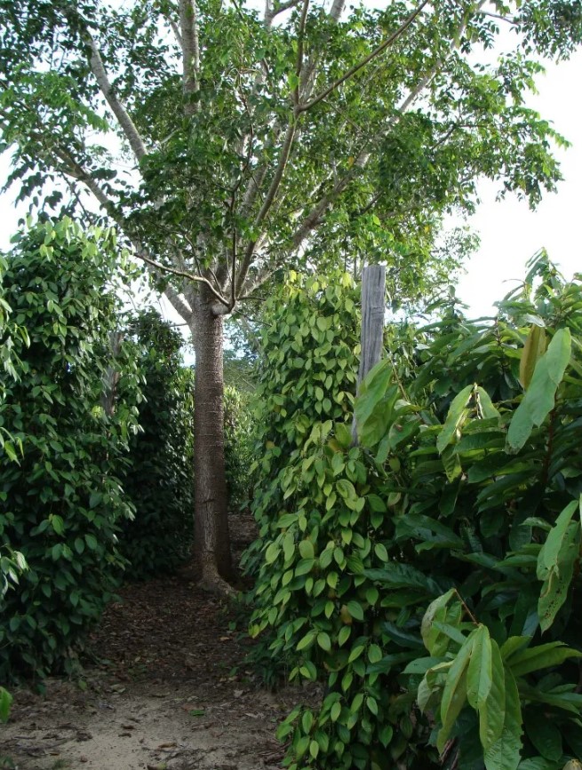 《ブラジル》COP30＝トメアス森林農法視察ツアー＝JICA主催、参加者募集中（ブラジル日報） - Yahoo!ニュース