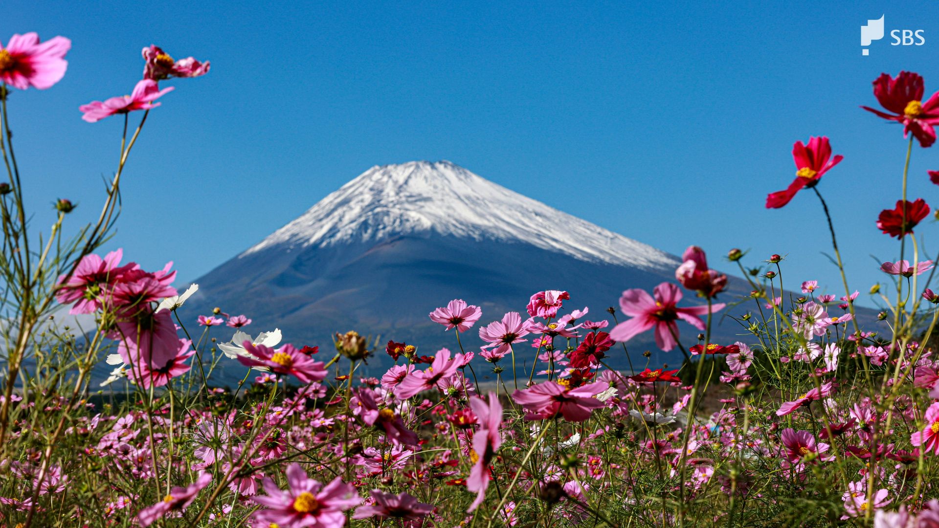 初冠雪の富士山と“共演”!裾野市のコスモス畑が見頃 残暑で開花遅れ=静岡【くるちゃんさんぽ】（静岡放送（SBS）） - Yahoo!ニュース