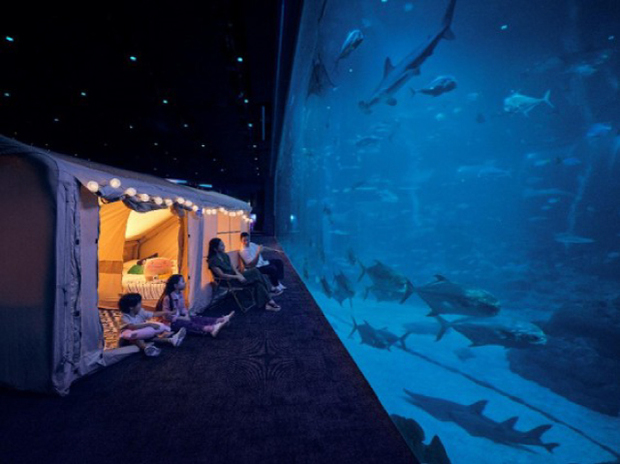【シンガポール】セントーサ島の水族館、期間限定で宿泊体験（NNA） - Yahoo!ニュース