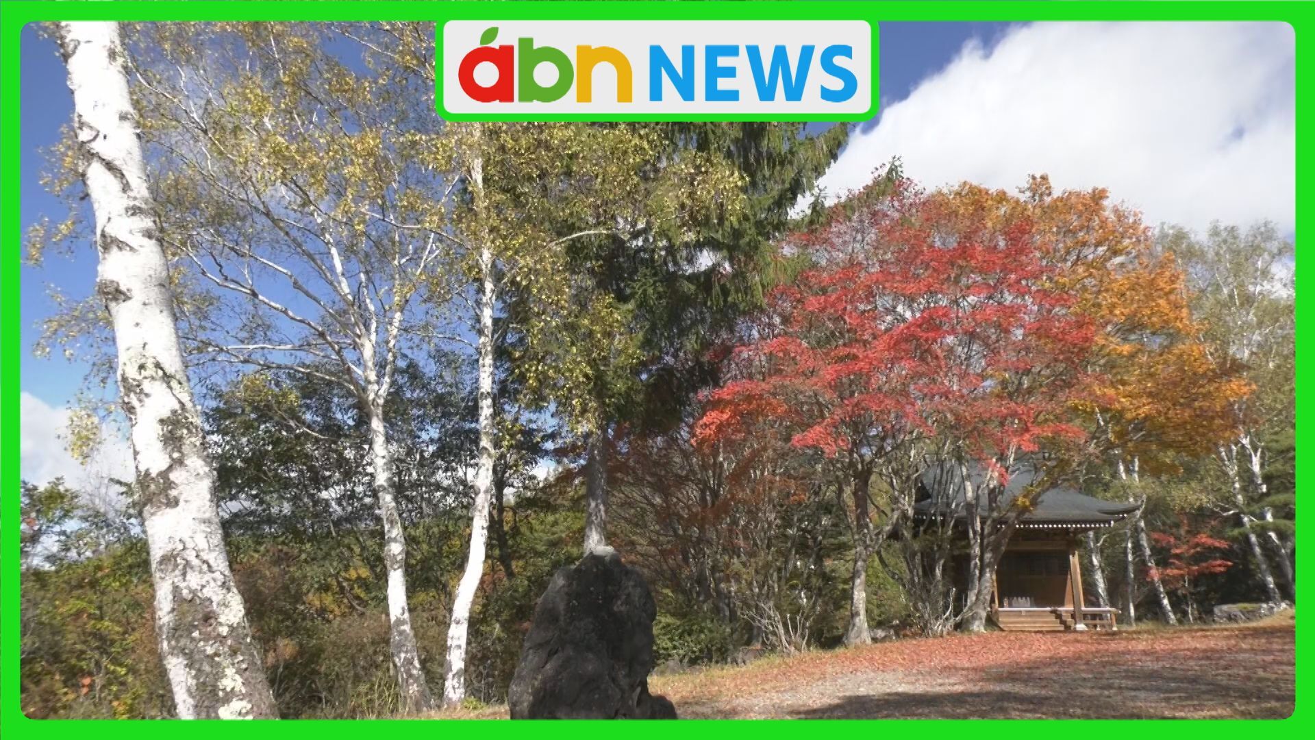 高原の紅葉と秋咲きの桜が見頃に 広い県内 自然が織りなす秋の絶景が観光客を魅了【長野】（abn長野朝日放送） - Yahoo!ニュース