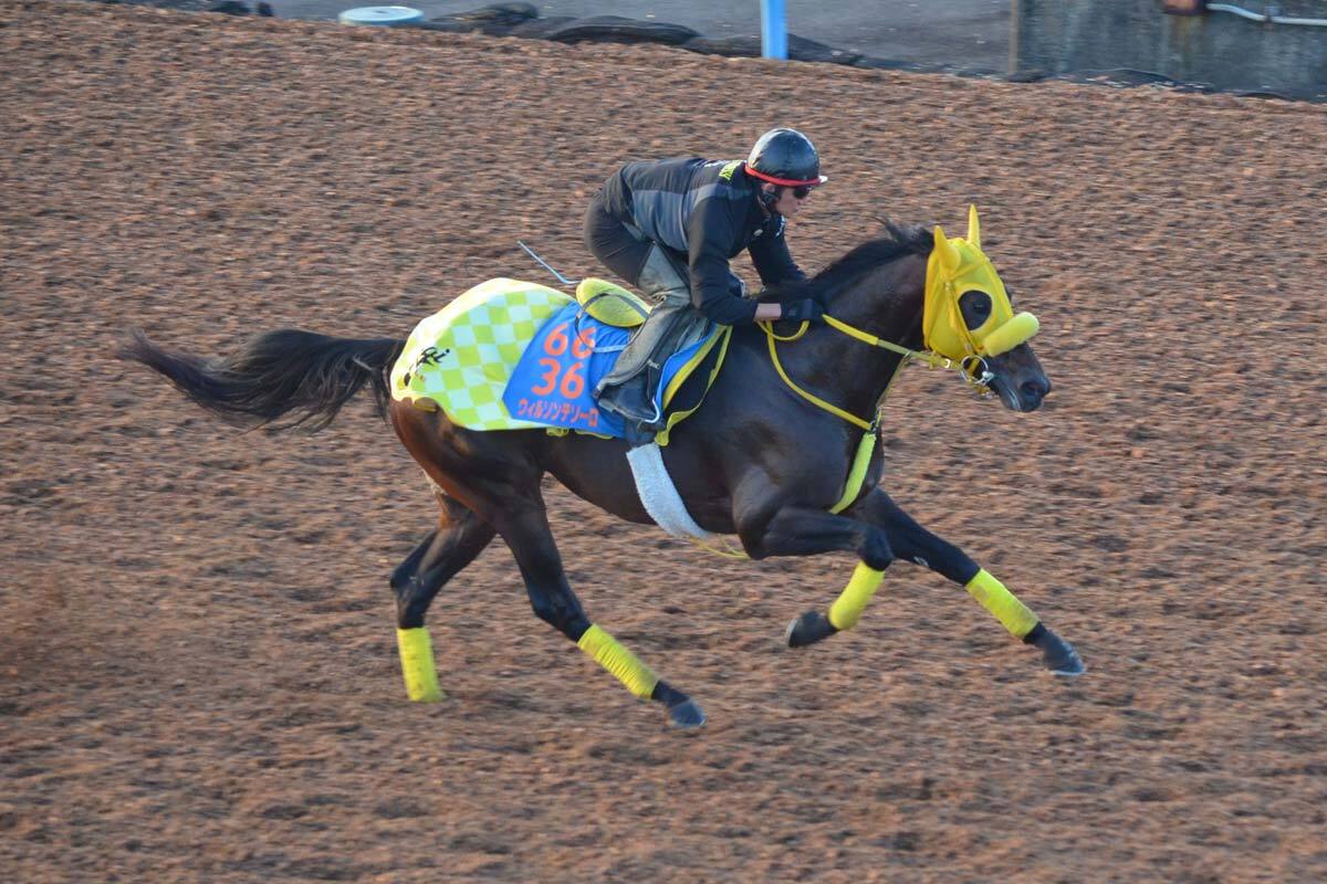 【JBCクラシック追い切り】ウィルソンテソーロが力強い脚取り披露 高木登調教師「気が入ってきた」（東スポ競馬） - Yahoo!ニュース