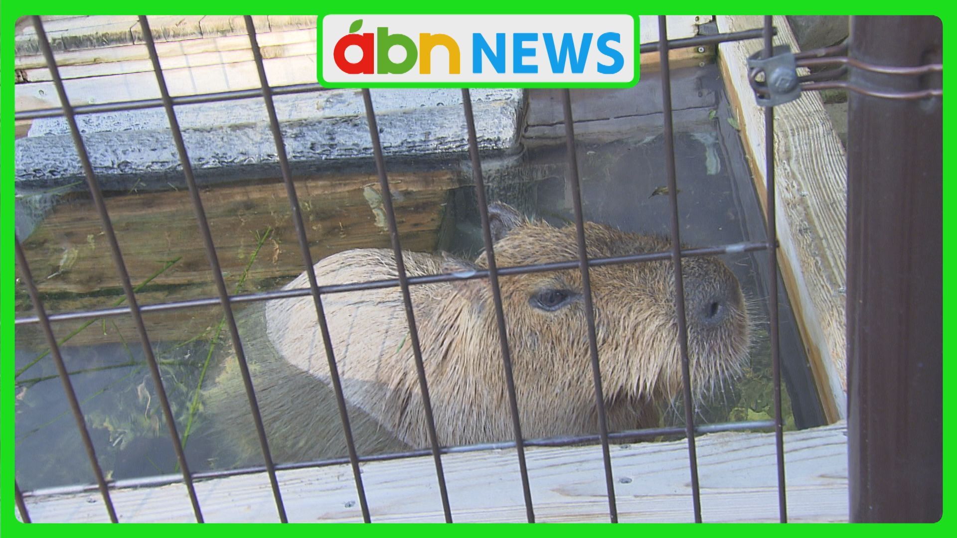 「カピバラ温泉」今年も登場！湯船につかって冬を乗り切る【長野・須坂市】（abn長野朝日放送） - Yahoo!ニュース