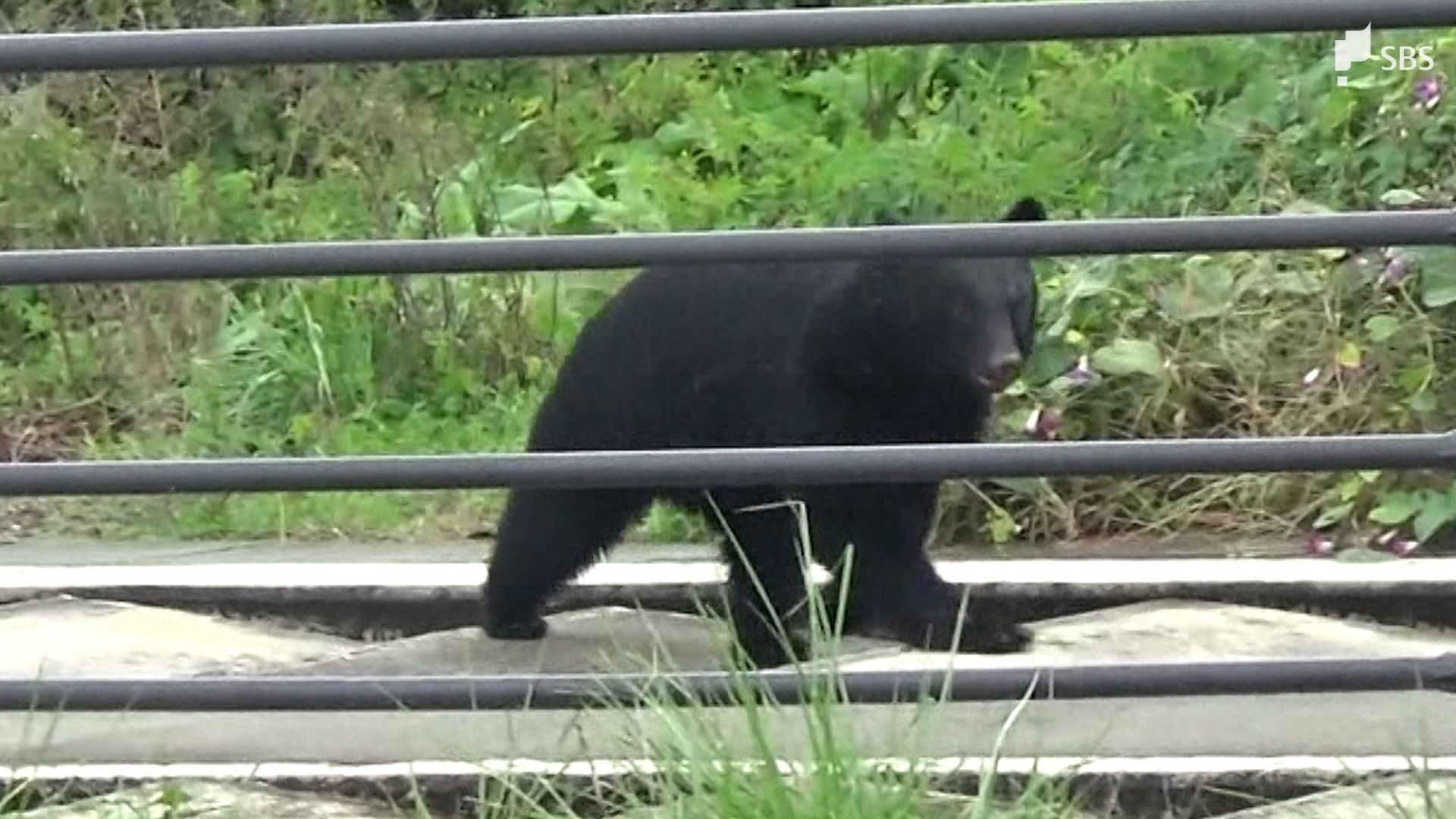 静岡県でクマとみられる目撃情報101件 小学校にも足跡 専門家は「冬眠しなくなる可能性」を指摘=静岡（静岡放送（SBS）） - Yahoo!ニュース