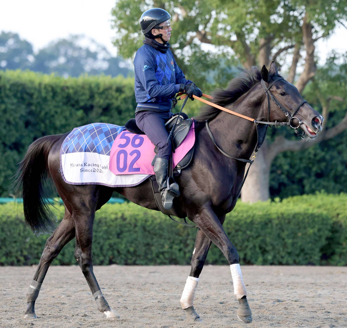 【POG】血統馬ミラージュノワールが初戦から好勝負へ 宮田調教師「本当にポテンシャルはすごく高い」（馬トク報知） - Yahoo!ニュース