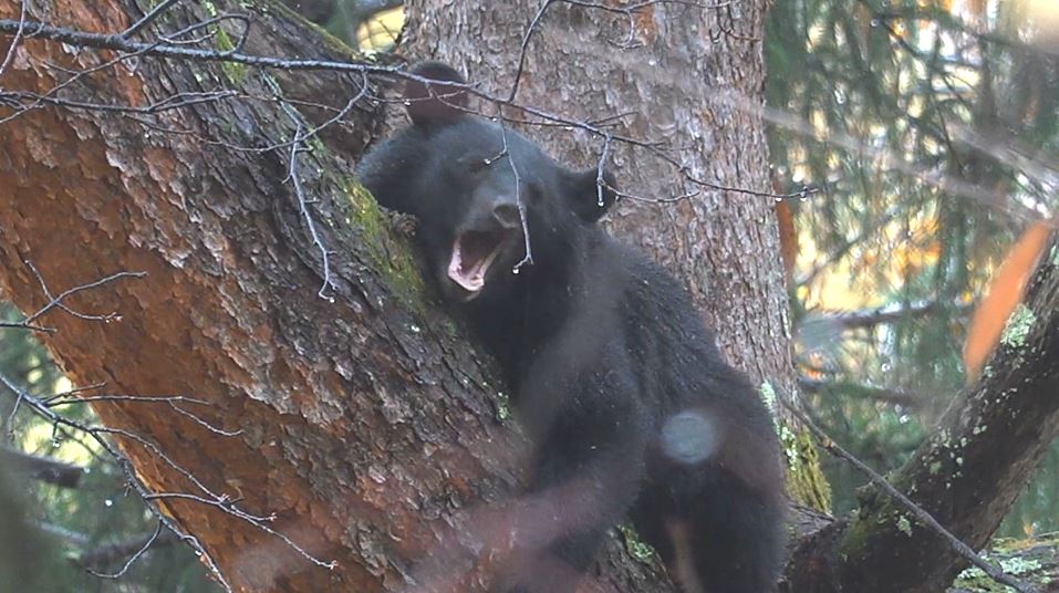 クマがホテル近くに…捕獲して山中へ逃がす 体長1.2m、体重60kgのオスが木の上に 大町温泉郷で目撃情報相次ぐ 住民や観光客に注意呼びかけ（FNNプライムオンライン） - Yahoo!ニュース