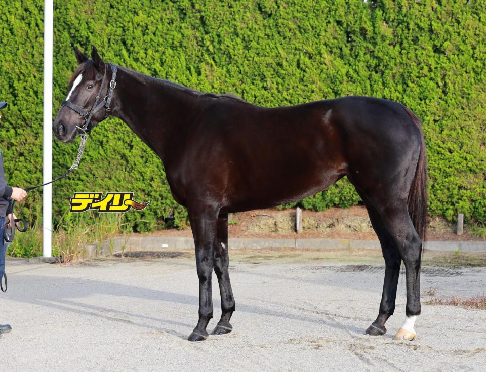 【マイルCS馬体診断】アスコリピチェーノ（デイリースポーツ） - Yahoo!ニュース