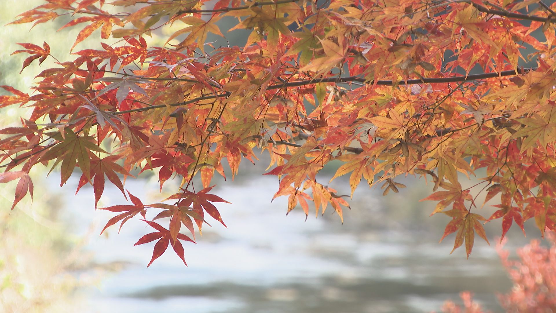 冷え込みで紅葉見頃に 名所の長門峡も色づく（tysテレビ山口） - Yahoo!ニュース