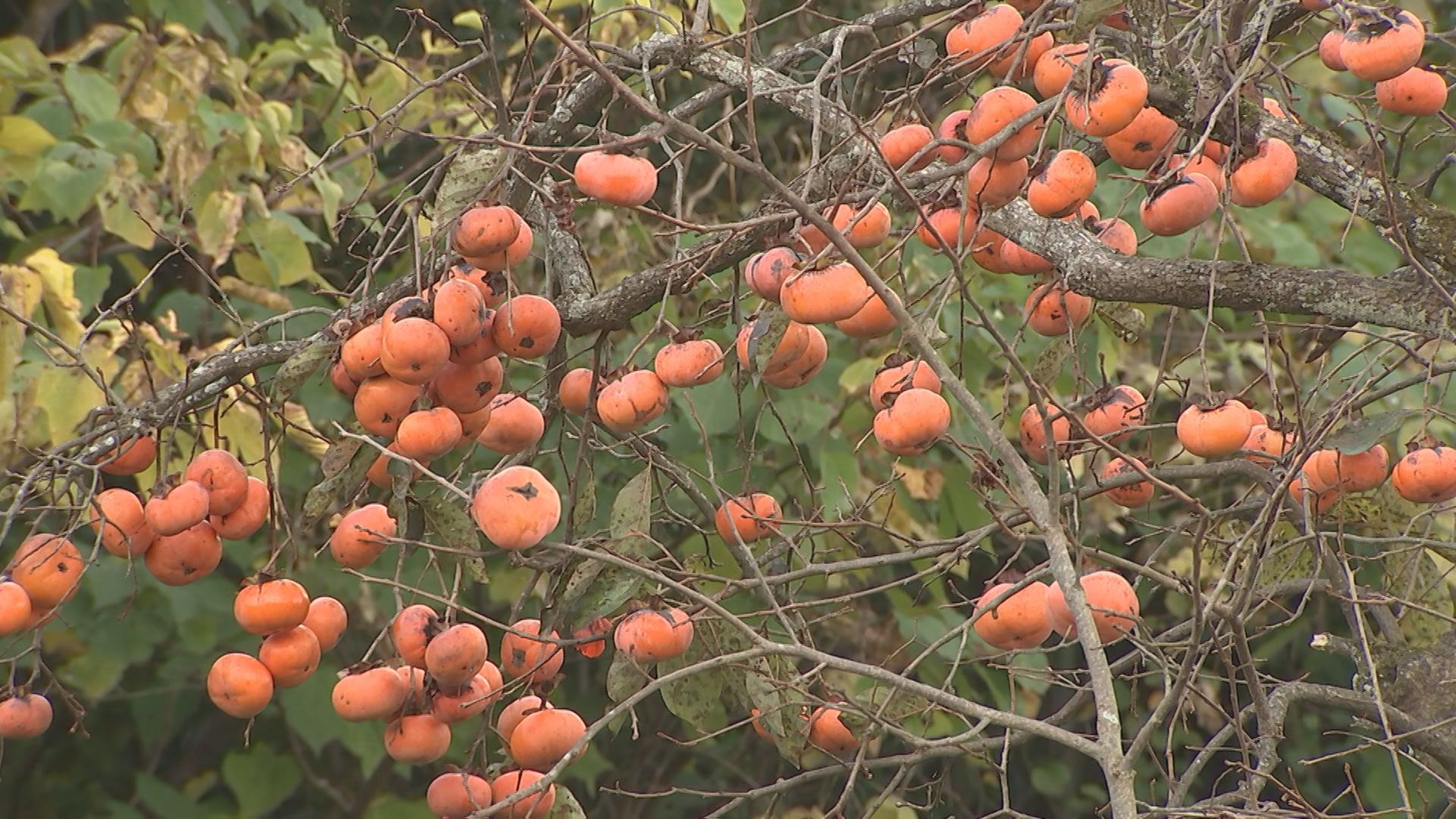 柿の木の上にクマがいた…しばらく柿を食べていた 米子市でクマ目撃 民家近くで放置果樹の柿を食べる（BSS山陰放送） - Yahoo!ニュース