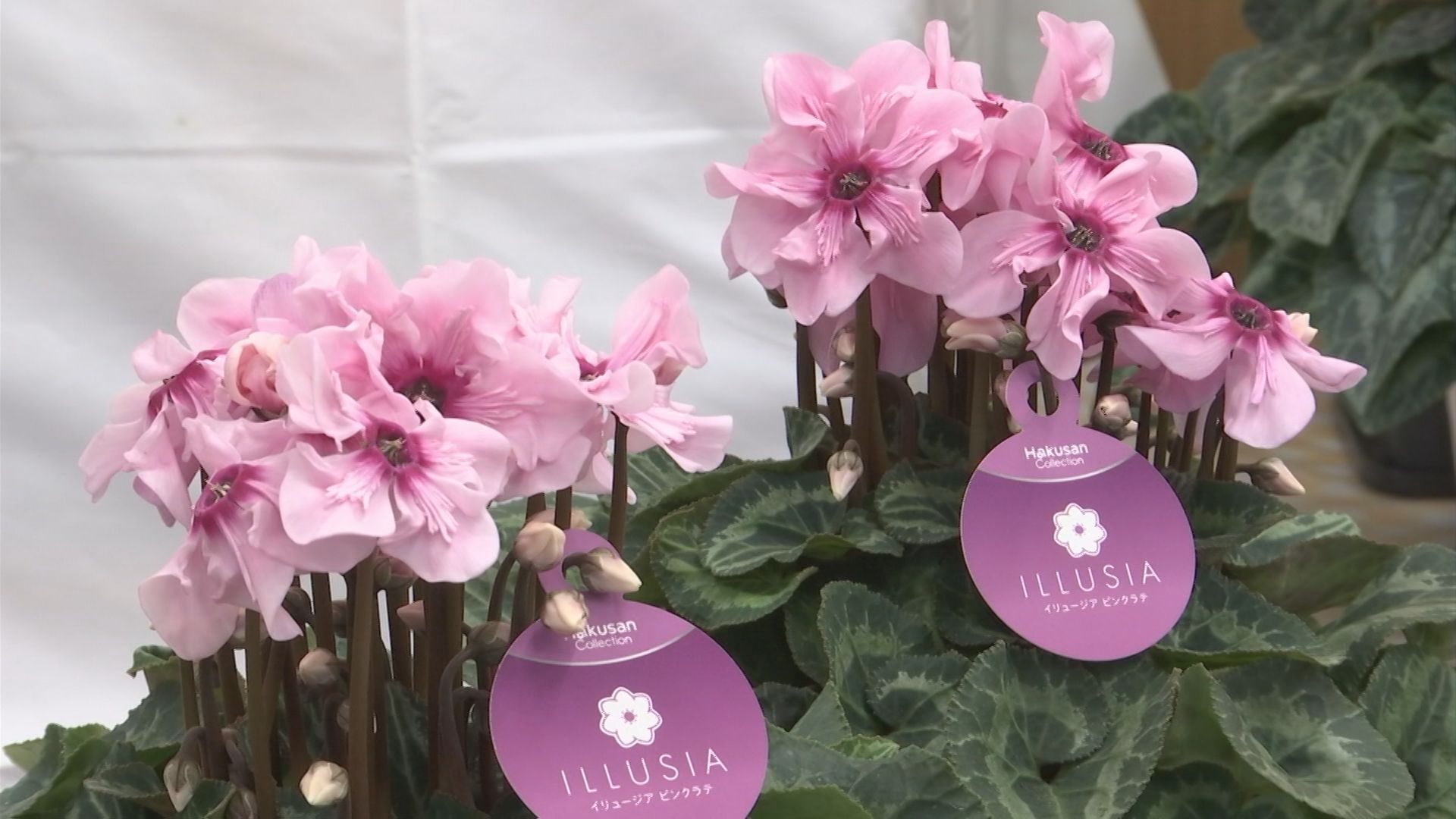 表情豊かな花々 島根県出雲市で恒例のシクラメンフェア（BSS山陰放送） - Yahoo!ニュース