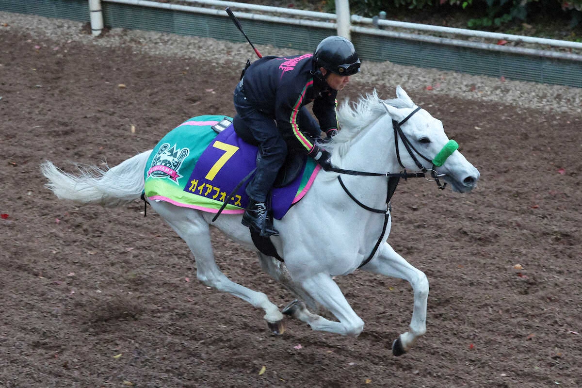 【マイルCS】（6）ガイアフォース 6歳ベテランの能力を信頼 杉山晴師「時計勝負になっても大丈夫」（スポニチアネックス） - Yahoo!ニュース