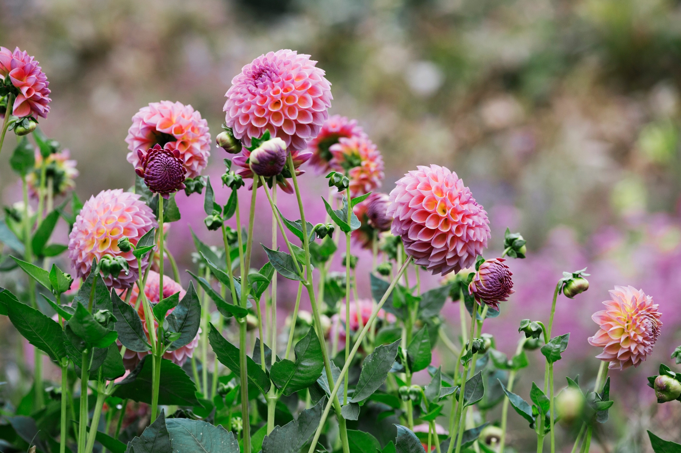レトロな花が人気急上昇中！懐かしい花で庭を彩れば今っぽいってホント？（モダンリビング） - Yahoo!ニュース
