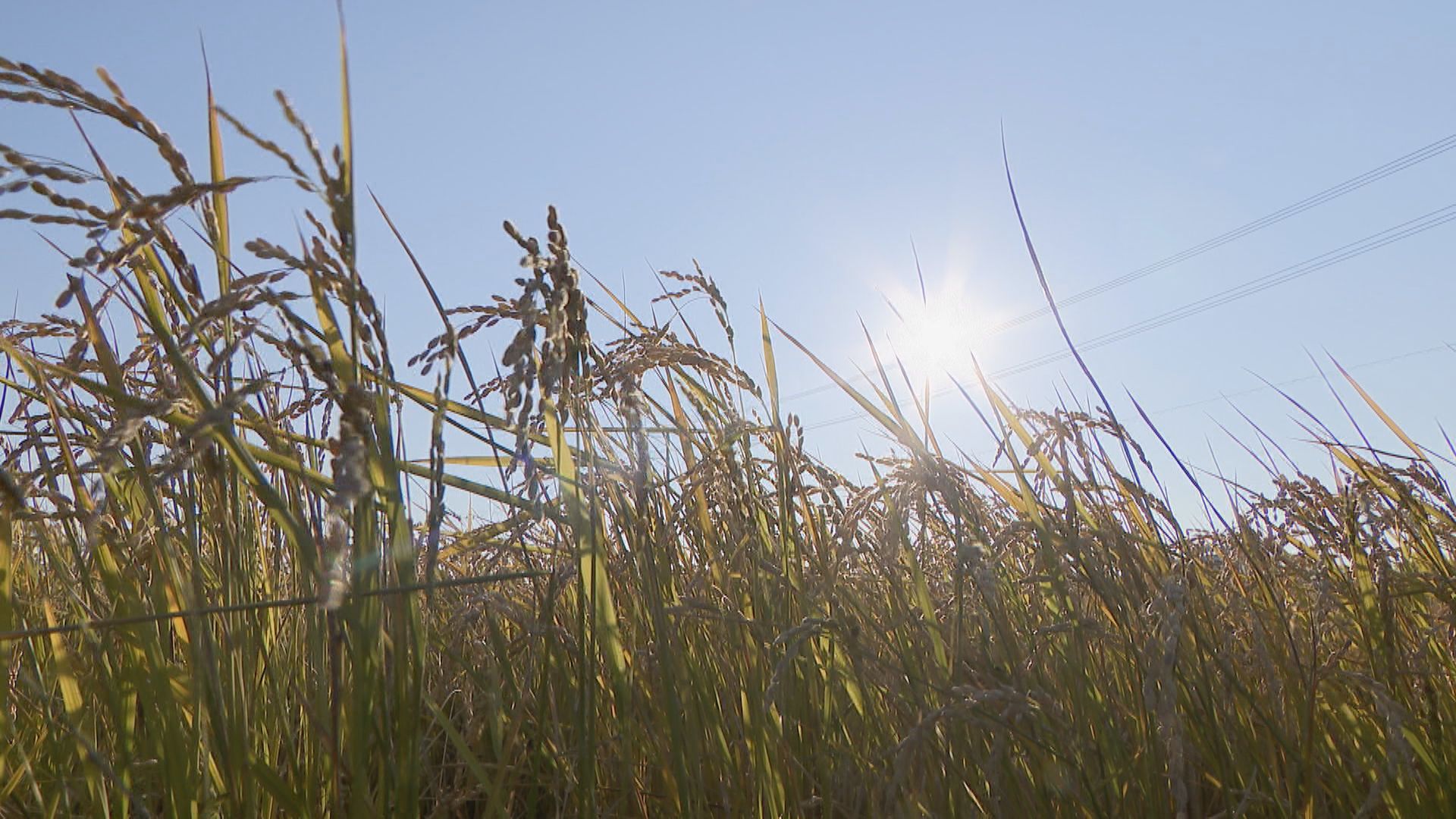 刈った所から稲が…!一度の田植えで二度収穫 コメの収穫量は1.5倍に 味は?見た目は? 地球温暖化を逆手に取った「再生二期作」（CBCテレビ） - Yahoo!ニュース